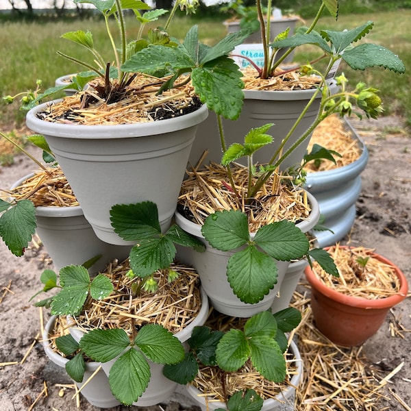 12-100 Evie-2 Everbearing Strawberry Plants-flavorful, High-yielding ...