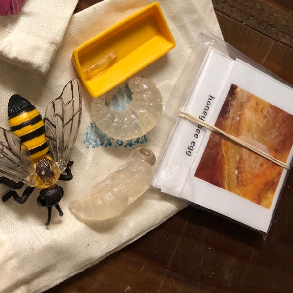 Montessori Honey Bee Life Cycle 5 Parts Nomenclature Flash Cards ...