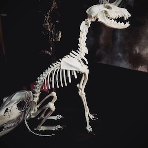 Exquisite Real Mink Skull Bone Specimen After Cleaned and - Etsy