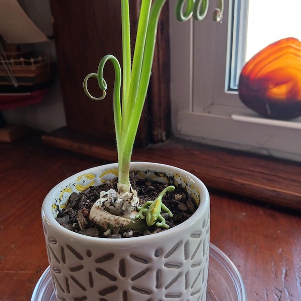 Kamio ADULT VISUAL DICTIONARY Stickers, Otter Seal Sea Lion Stickers ...