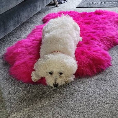 Giant Genuine Sheepskin Rug Red Color Soft Warm Wool Natural Area Rugs ...