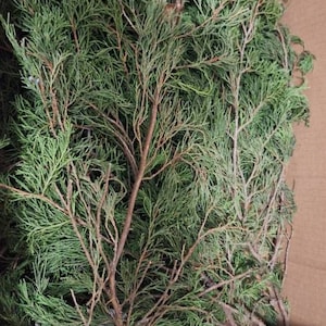 Tree Bark, Mini Bark Pieces, Forest, Craft Material, Creative, Natural ...