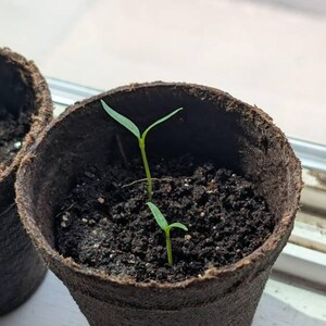 Mosco Chile Pepper Seeds - Etsy