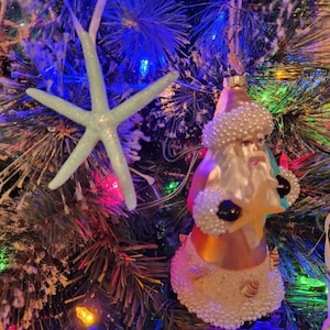 Real Jungle Mud Starfish Orange Brown Amber Color 1 to 3 Pcs 2 to 4 1/2 ...