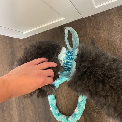 Bold and Bright Ring Lead With Tug Agility Lead-barn Hunt Lead Fyball ...