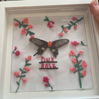 The Prola Beauty Red Flasher Butterfly panacea Prola - Etsy