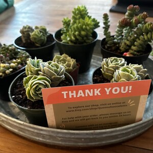 1lb White Top Dressing for Plants / Succulents - Etsy