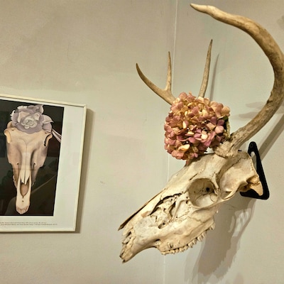 Eurohanger Skull Hanger Mount Bracket Deer Antelope Bear - Etsy