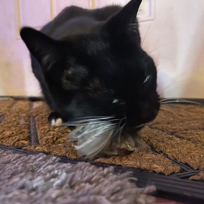 Dried Quail Wings4 for Crafts & Cats - Etsy