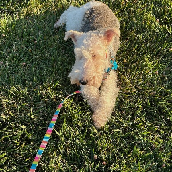 Pink and Orange Checker Dog Collar With Metal Buckle, Gingham, Plaid ...