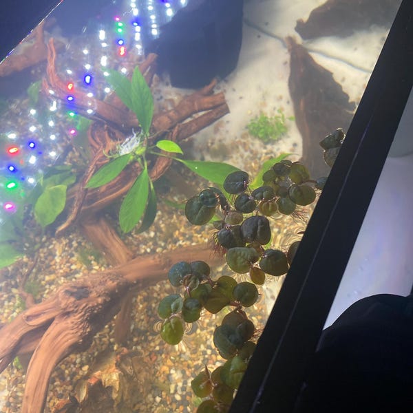 Red Root Floater, Phyllanthus Fluitans, Live Aquarium/floating/pond ...