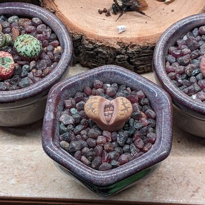 Plant 1 Dinteranthus.vanzylii L.lesliei Dinterops stonesthrow - Etsy