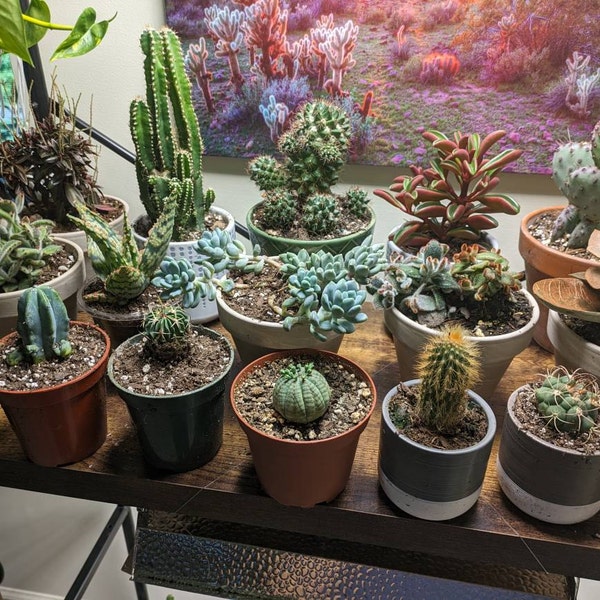 Monadenium Ritchei Rare Item Live Succulent - Etsy