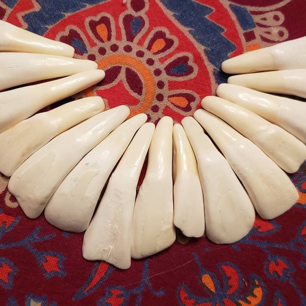 15 Real Bone Water Buffalo Teeth Taxidermy Genuine Tooth Bones Pendant ...