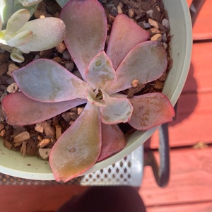 8 Echeveria Chroma Succulent Plant With Offsets - Etsy