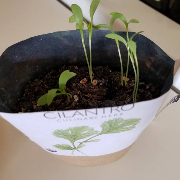 Cilantro Garden-in-a-bag | Cilantro Grow Kit– Self Contained – Eco ...