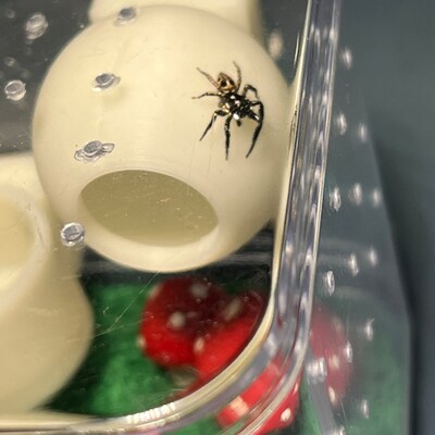 Ball Hide for Jumping Spider - Etsy