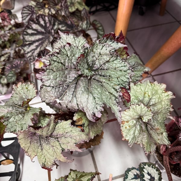 Rex Begonia 'ruby Slippers' - BFF Exclusive - Etsy