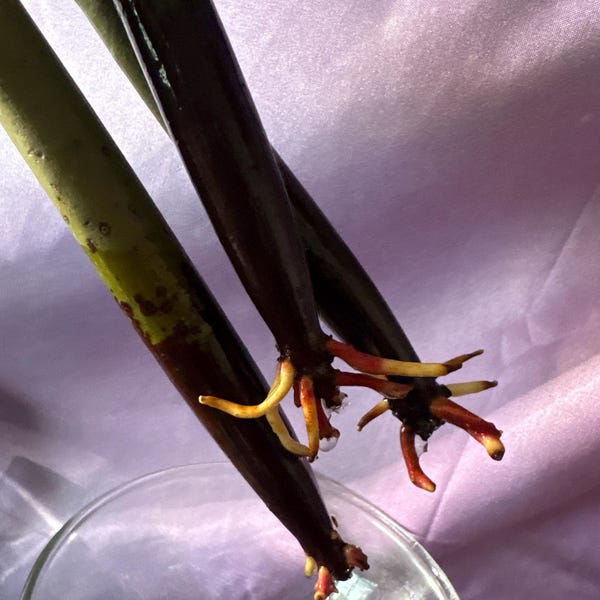 7 LIVE Red Mangrove Propagule Plants, Aquarium Plants Mangrove Trees ...
