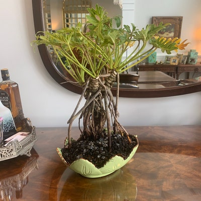 Surinamese Stick Pea Powder Puff Bonsai Tree winter - Etsy