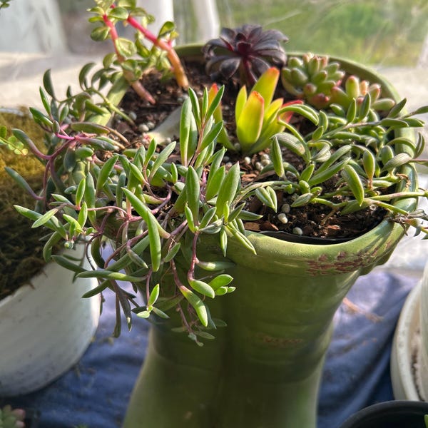Sedum Dasyphyllum Major Blue Tears Sedum Live Succulent Plants 2" 4” 6 ...