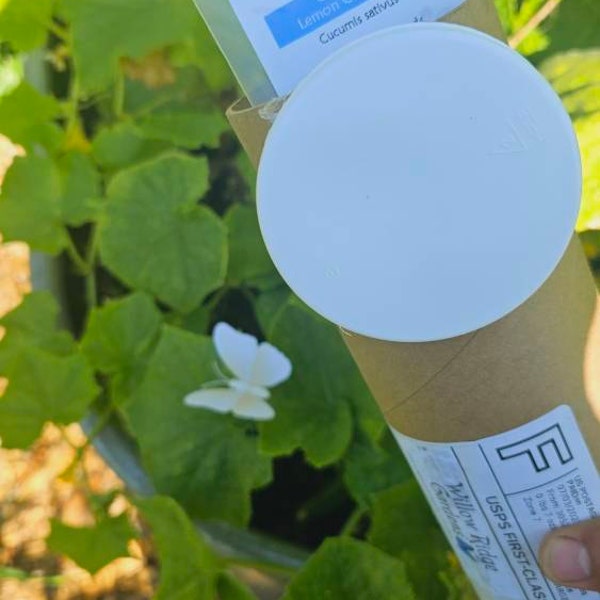 12 Cabbage Moth Decoy, White Butterfly on Stake, Cabbage Moth Decoys - Etsy