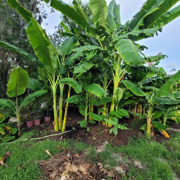 African Giant Banana Tree-musa Kandarian- Small Rooted STARTER Plant ...