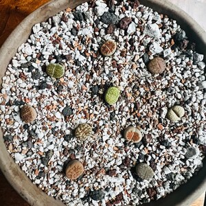 Lithops Soil Fast Draining Mesemb Substrate Perfect for - Etsy