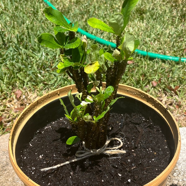 Snake Plant - Good Luck Plant - Devils Tongue - Tropical Plant - Etsy