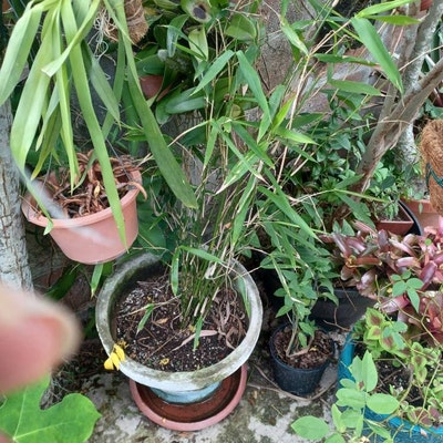 Bambusa lady Finger Clumping, Non-invasive Bamboo Plant Large 1 Gallon ...