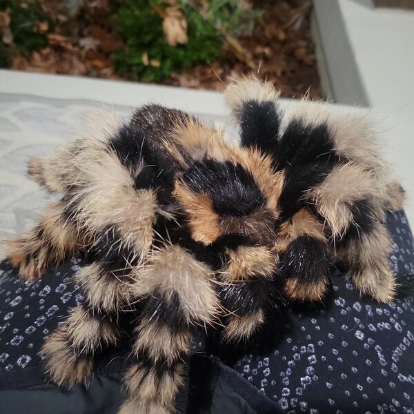 Realistic Tarantula Spider, Poseable Shelf Decor, Wall Mountable Faux ...