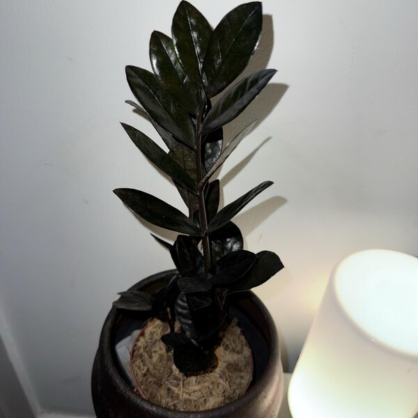 Mican Philodendron | Velvet Leaf Philo | Indoor & Outdoor Live Tropical ...