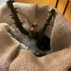 Rose 'fantastic at 60' Happy Birthday Rose Gift Wrapped With Huge Bow ...