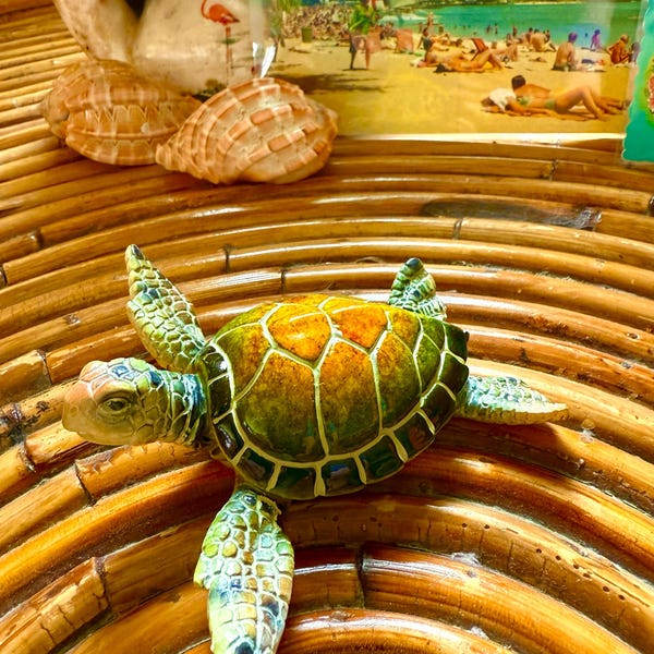 King Crown Conch Seashells Melongena Corona (2 Shells Approx. 2+ Inches ...