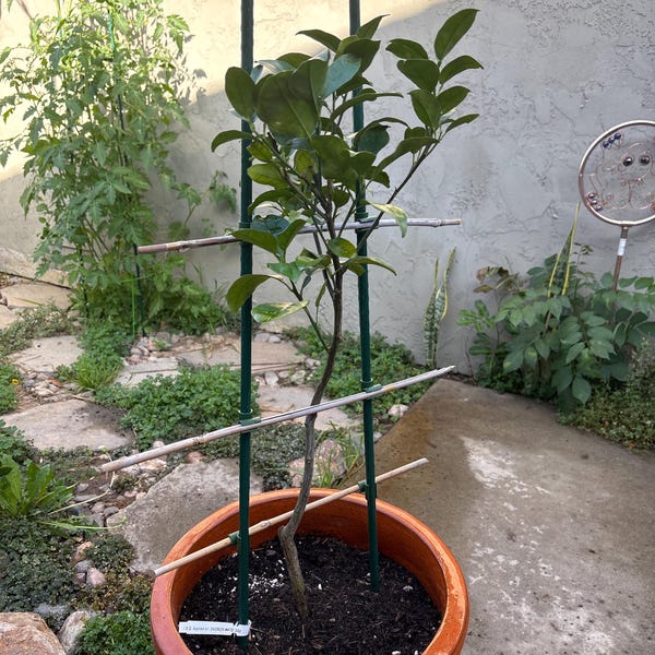 Julie Dwarf (juliette) Mango Tree GRAFTED 2-4 Ft Tall.ship to All ...