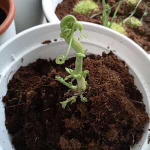 Cencio Molle Seeds - Etsy