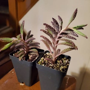 Begonia monica | Etsy