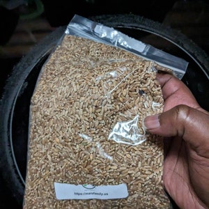 Green Stem Shanghai Bok Choy Seeds Pak Choi Cabbage BIG SALE - Etsy