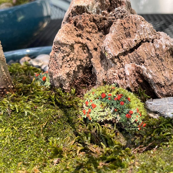 3 Pc British Soldier Pixie Cup Pityrea Cladonia Live Lichen Moss Combo ...