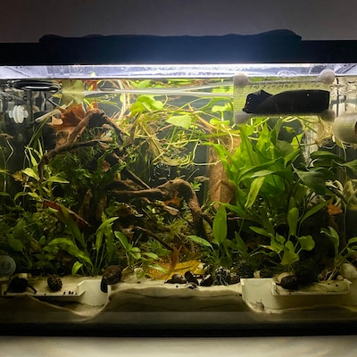 Floating Aquarium Plant duckweed Separator / Feeding Ring pack of 2 - Etsy