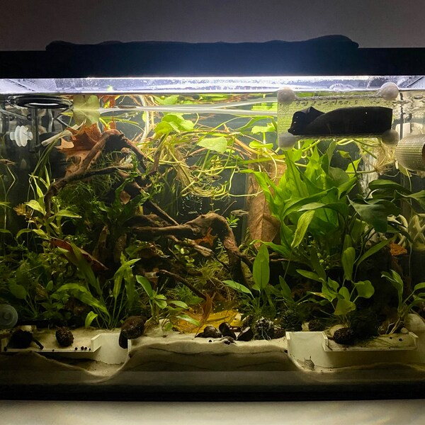 Egg Collector for Cpds, Danios, Tetras and Rasboras - Blake's Aquatics ...