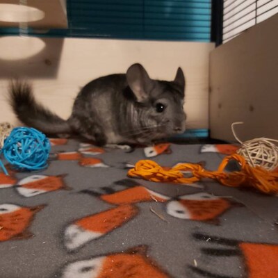 Cage Guards / Poop Guards SAFEST & MOST AFFORDABLE Option for Keeping ...