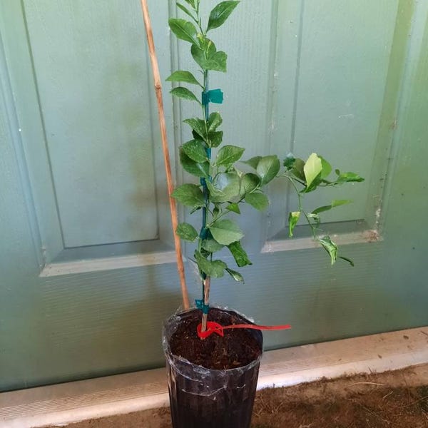 Grafted Kishu Mandarin Tree in Half Gallon Pot, Tangerine. Florida ...