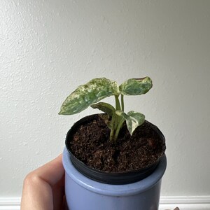 Albo Variegated Spider Man Monstera variegated Amydrium Medium Starter ...