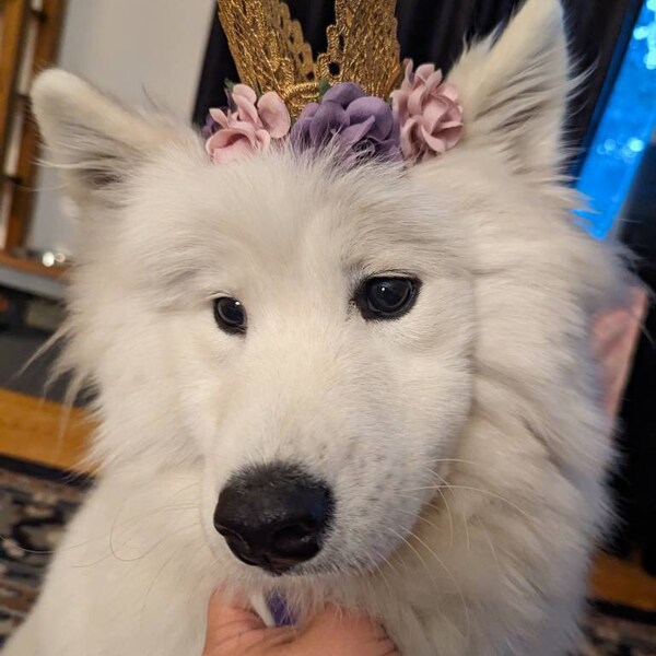 Princess Pet Birthday Crown Gold Lace Crown for Dogs and Cats Adeline ...