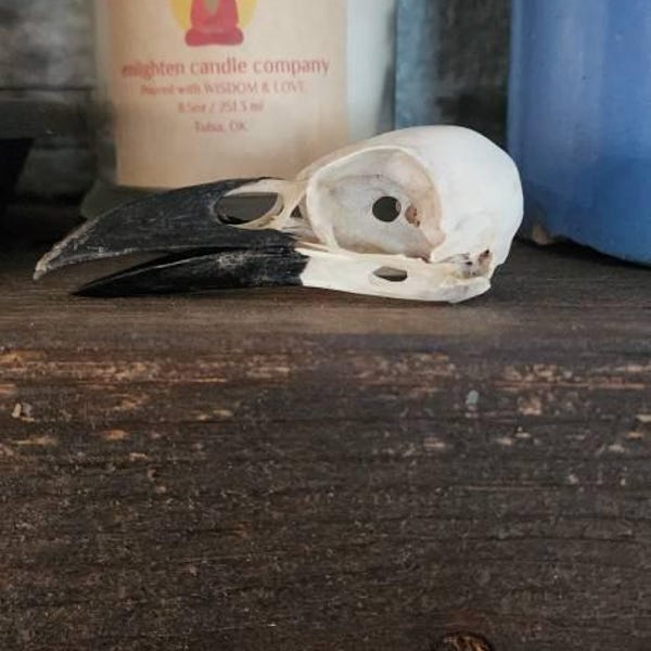 Crow Skull Real Natural Corvus Carone Raven Corvid Taxidermy Gothic ...