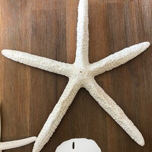 1 to 5 Pieces 6 7 8 9 10 11 XXL XL Extra Large Finger Starfish 6 to 9 7 ...