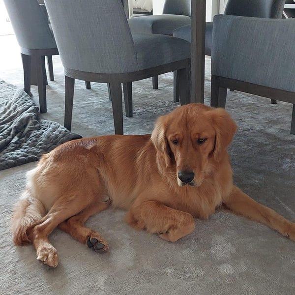 North American Bison Sticker Pack – Set of 6 Vinyl Decals – Perfect for ...