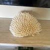 Beach Decor Table Coral - Coral - Seashells- Beach Decor - Coastal Home ...