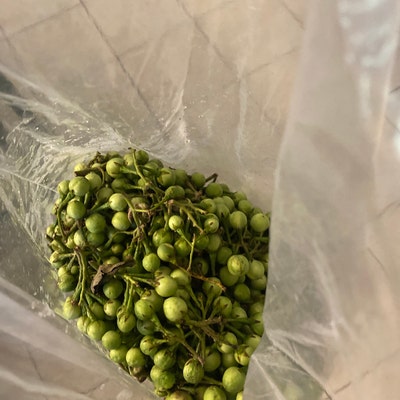 Fresh Whole Burdock Root, Gobo Root - Etsy